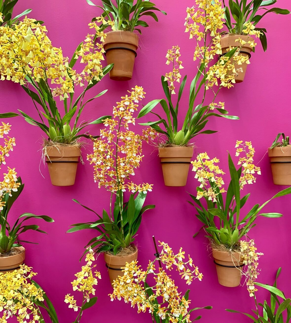 Vertical Gardens: Incorporating the Charm of Favela Gardens